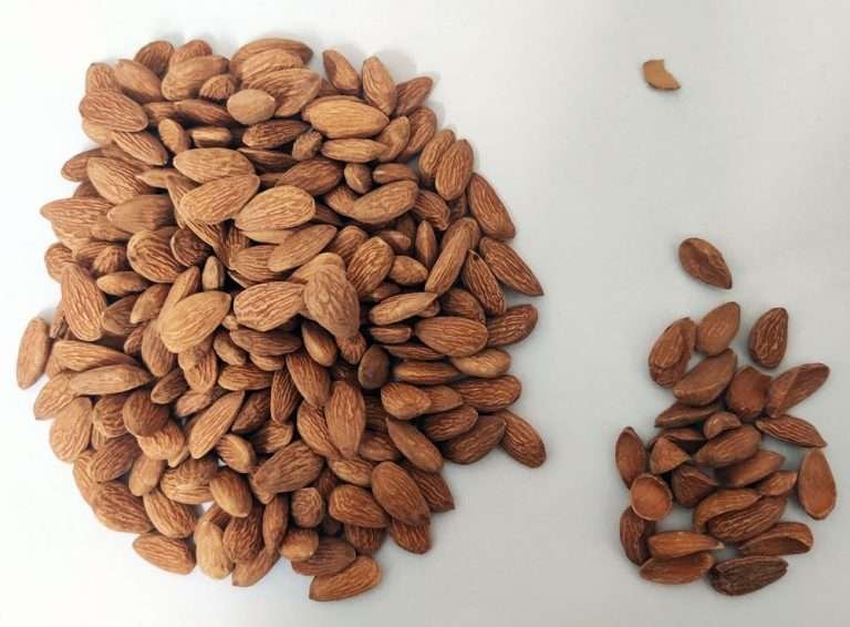 7 Best Almonds In India | Everything Better